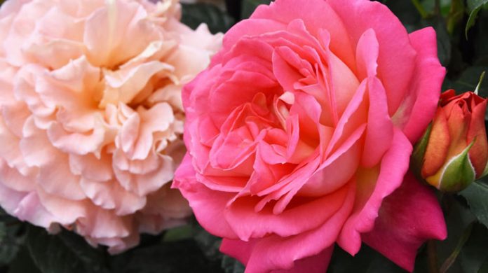 Top 10 Pink Flowers for Your Garden - SocioON